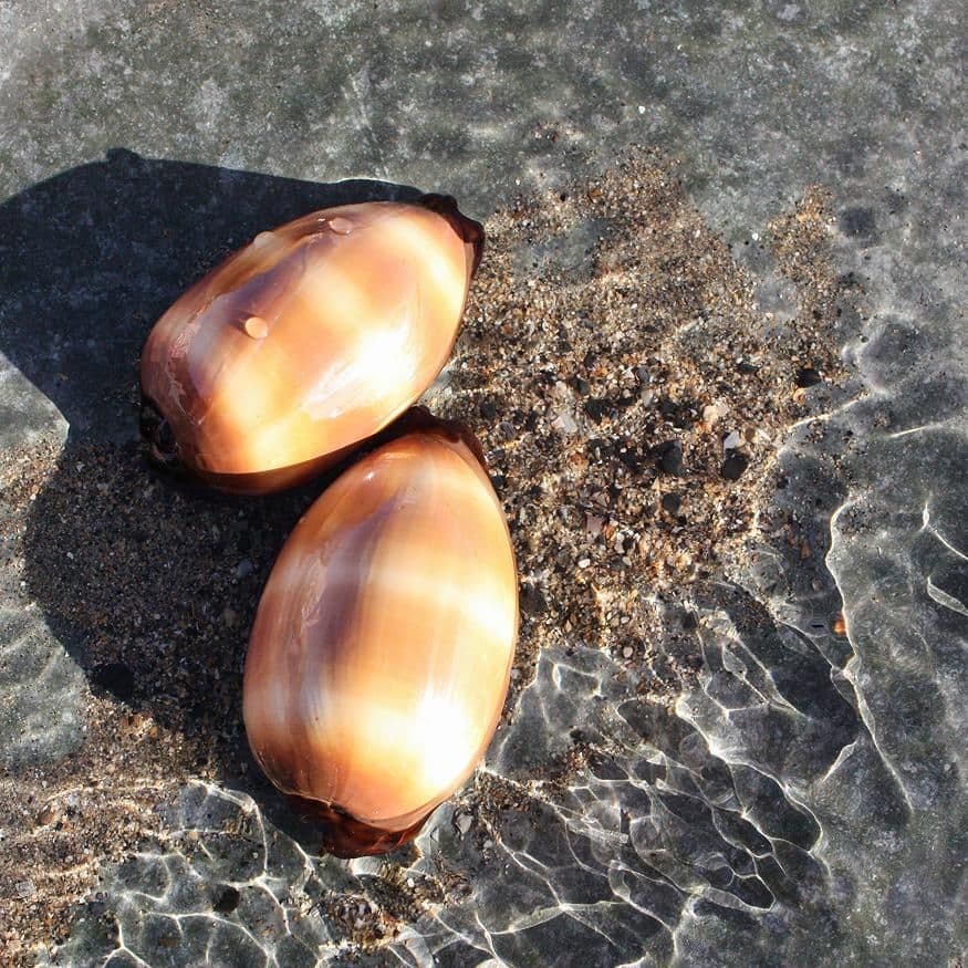 Talpa Cowrie Shell | Cyprea Talparia Talpa | Natural Seashell