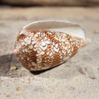 Textile Cone Shell | Conus Textile | Cloth of Gold Cone Shel