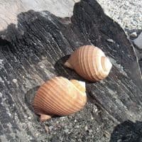 Tonna Shell | Tonna Galea | Natural Seashell