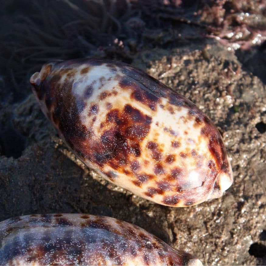 Tortoise Cowrie Shell | Chelycypraea Testudinaria | Beach Shells