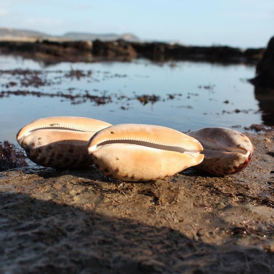 Tortoise Cowrie Shell | Chelycypraea Testudinaria | Beach Shells