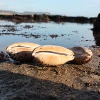 Tortoise Cowrie Shell | Chelycypraea Testudinaria | Beach Shells