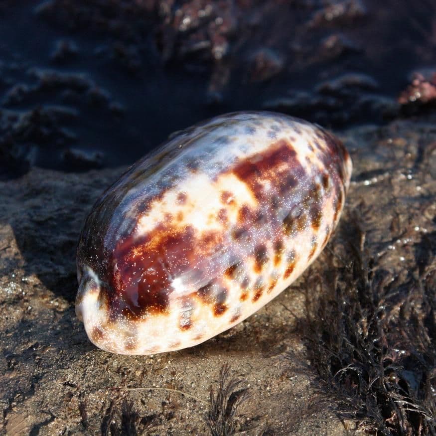 Tortoise Cowrie Shell | Chelycypraea Testudinaria | Beach Shells