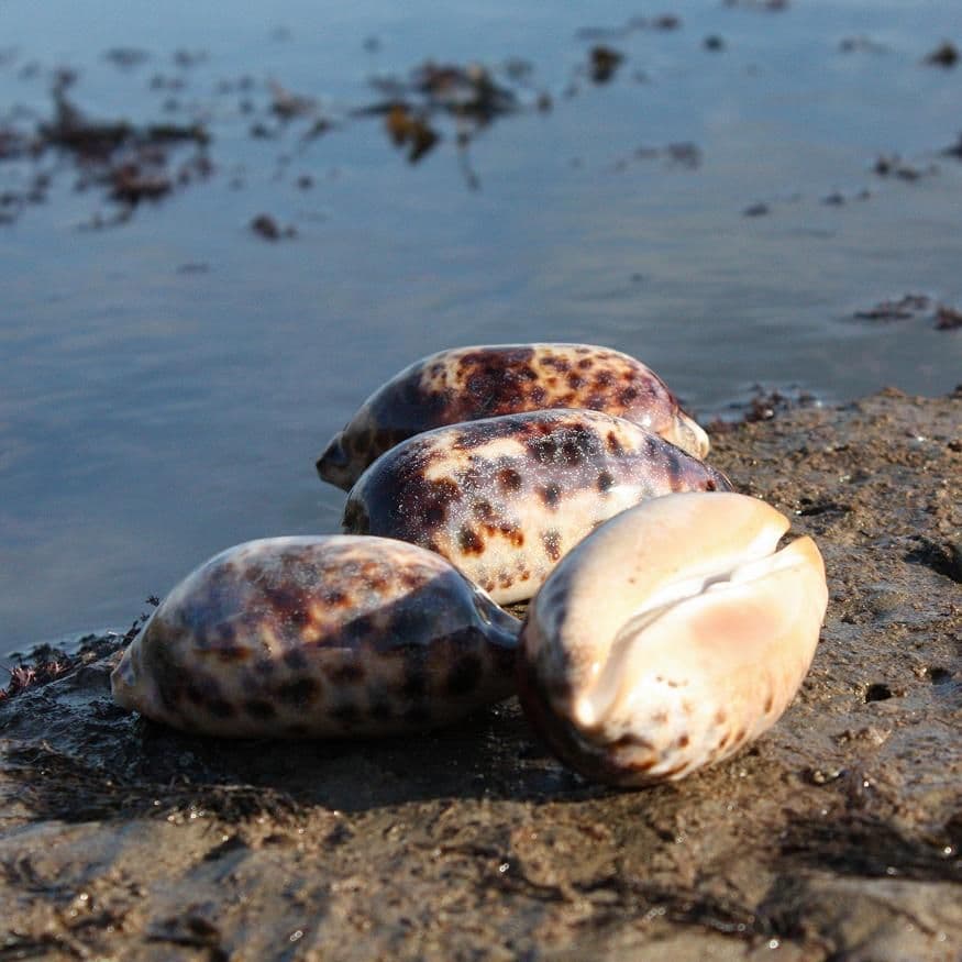 Tortoise Cowrie Shell | Chelycypraea Testudinaria | Beach Shells