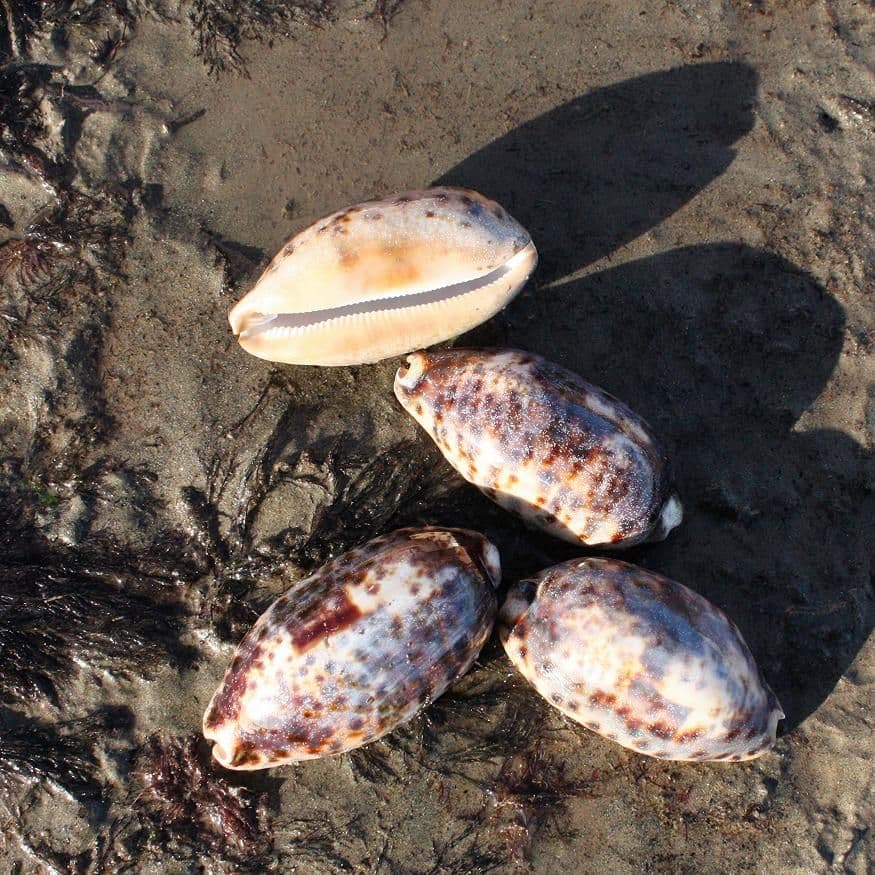 Tortoise Cowrie Shell | Chelycypraea Testudinaria | Beach Shells