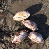 Tortoise Cowrie Shell | Chelycypraea Testudinaria | Beach Shells