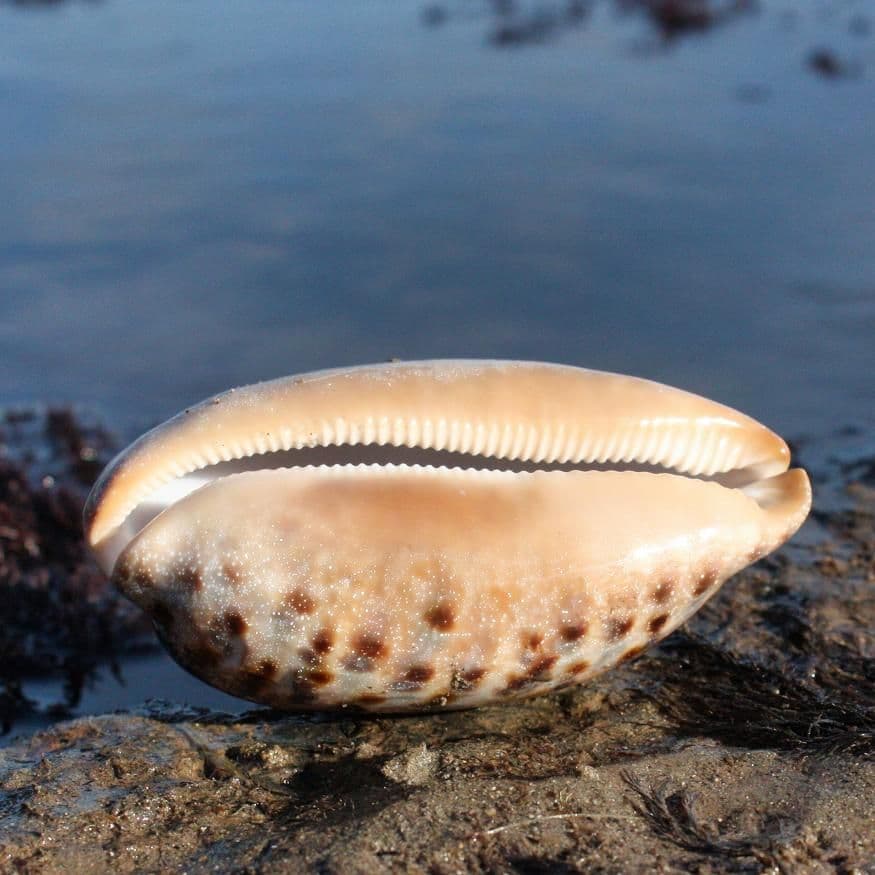 Tortoise Cowrie Shell | Chelycypraea Testudinaria | Beach Shells