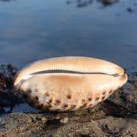 Tortoise Cowrie Shell | Chelycypraea Testudinaria | Beach Shells