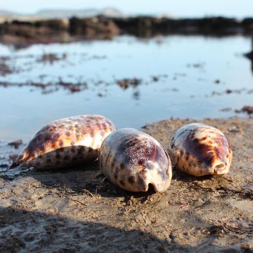 Tortoise Cowrie Shell | Chelycypraea Testudinaria | Beach Shells