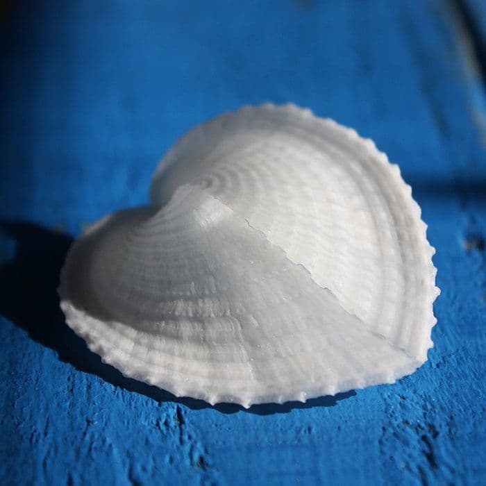 True Heart Cockle Shell | Carculum Cardissa | Beach Shells