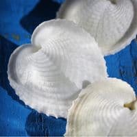True Heart Cockle Shell | Carculum Cardissa | Beach Shells