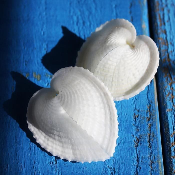 True Heart Cockle Shell | Carculum Cardissa | Beach Shells