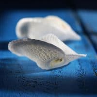 True Heart Cockle Shell | Carculum Cardissa | Beach Shells