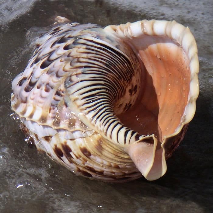Trumpet Triton Shell | Charonia Trionis | Beach Shells