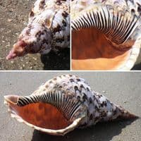 Trumpet Triton Shell | Charonia Trionis | Beach Shells
