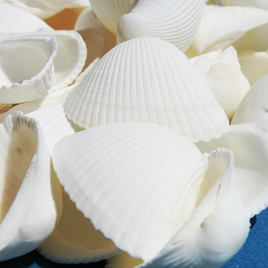 White Cockle Shells | Seashells | Beach Shells