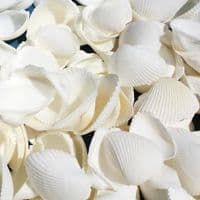White Cockle Shells | Seashells | Beach Shells