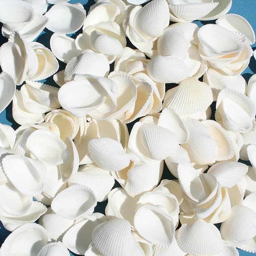 White Cockle Shells | Seashells | Beach Shells