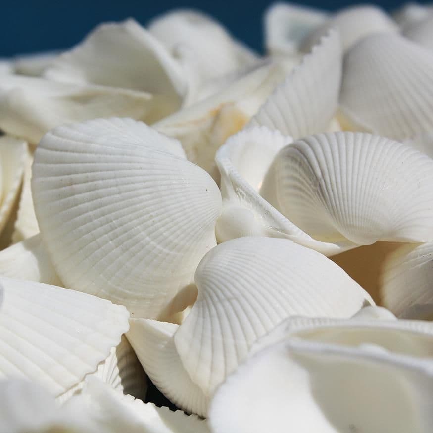 White Cockle Shells | Seashells | Beach Shells