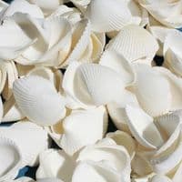 White Cockle Shells | Seashells | Beach Shells