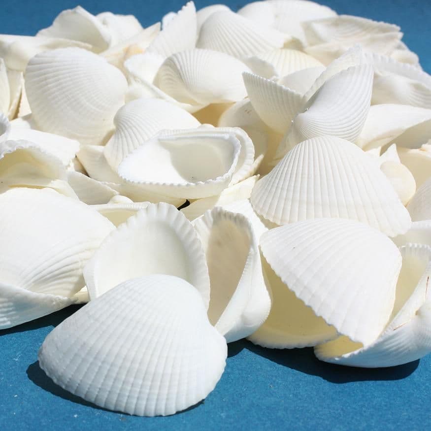 White Cockle Shells | Seashells | Beach Shells