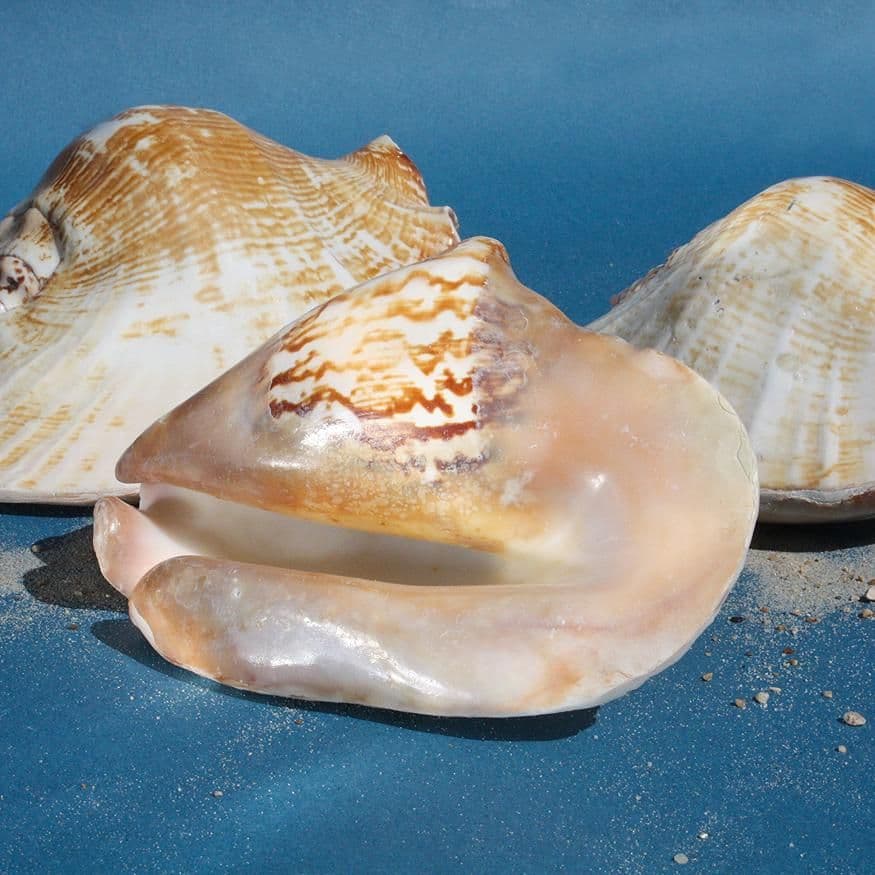 Wide Mouthed Conch Shell | Strombus Latissimus | Natural Seashell