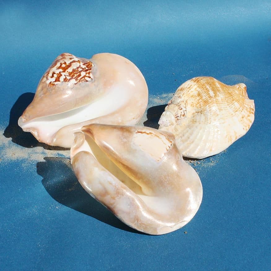 Wide Mouthed Conch Shell | Strombus Latissimus | Natural Seashell