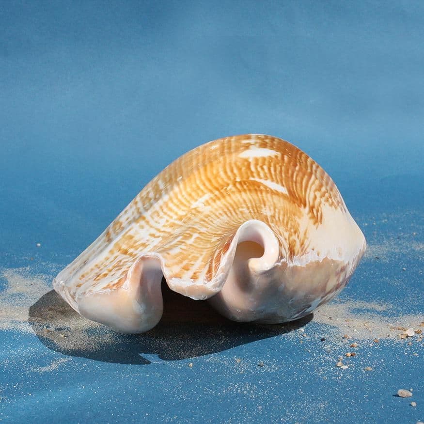 Wide Mouthed Conch Shell | Strombus Latissimus | Natural Seashell