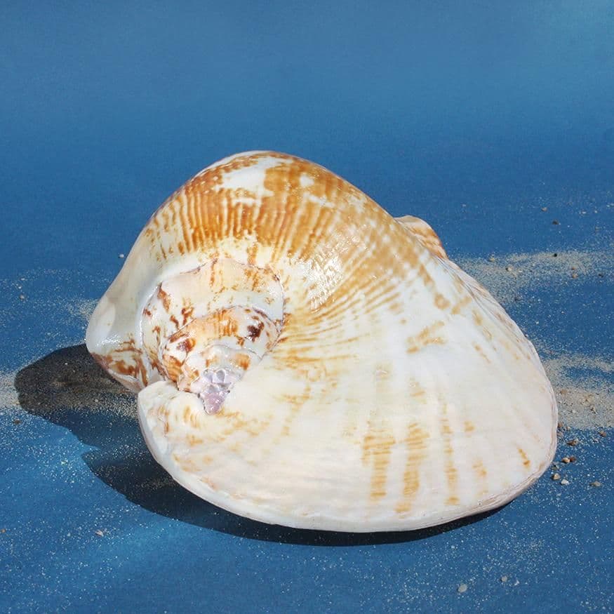 Wide Mouthed Conch Shell | Strombus Latissimus | Natural Seashell