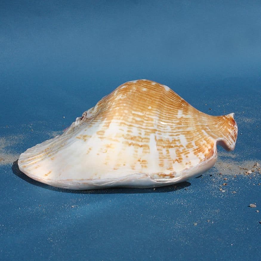 Wide Mouthed Conch Shell | Strombus Latissimus | Natural Seashell