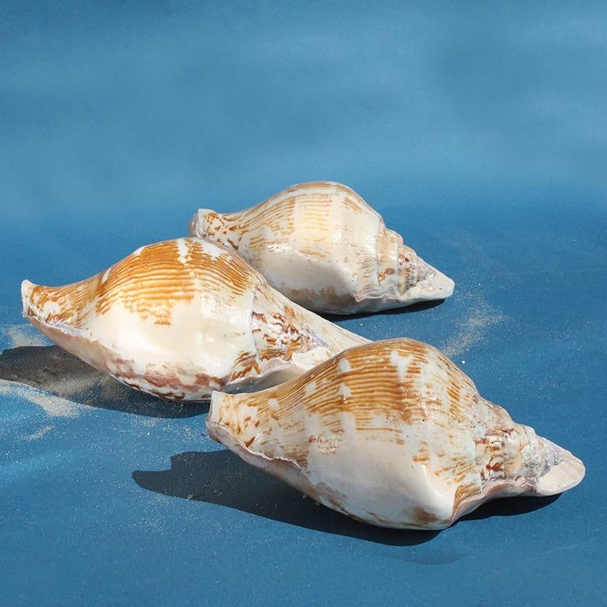 Wide Mouthed Conch Shell | Strombus Latissimus | Natural Seashell