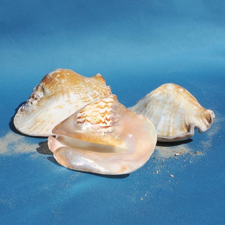 Wide Mouthed Conch Shell | Strombus Latissimus | Natural Seashell