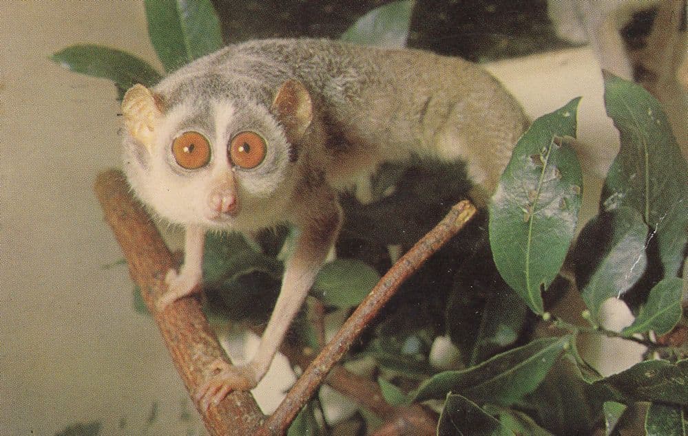 A Slender Slow Loris At London Zoo Postcard