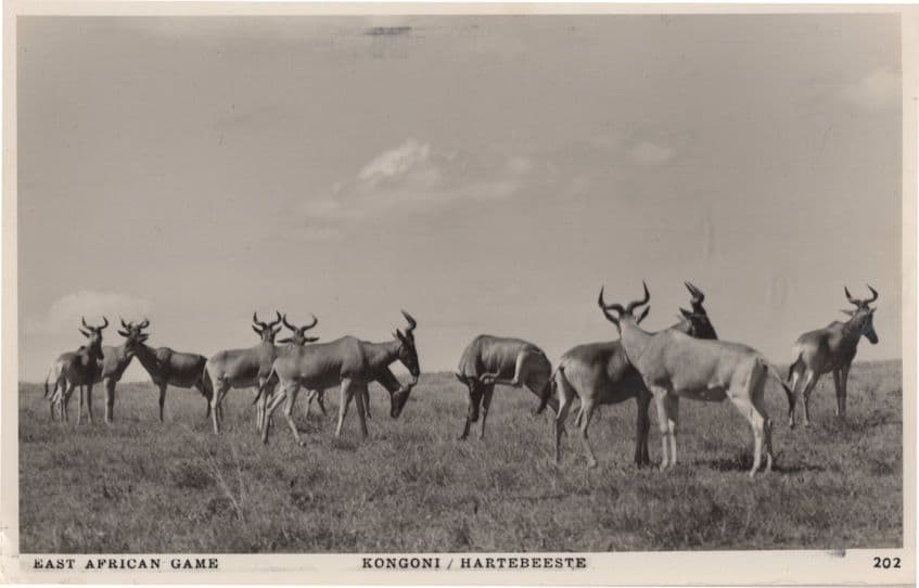 African Kongoni Hartebeeste East Africa Game Old RPC Postcard