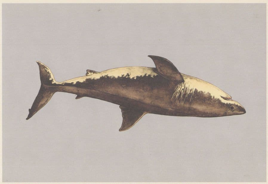 Angry Great White Shark Mackerel Fish Carcharodon Carcharias Postcard