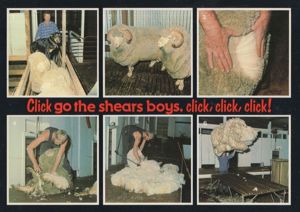 Australian Sheep Shearing Clip Goes The Shears Boys Comic Postcard