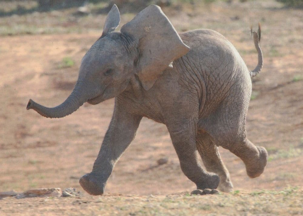 Baby Real Life Dumbo Elephant Trying To Fly Comic Postcard