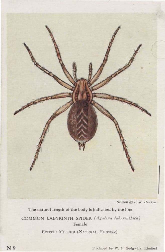 Common Labyrinth Spider Antique British History Museum Postcard