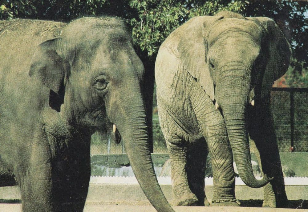 Elephants at Granby Zoo Canada Rare 1980s Postcard