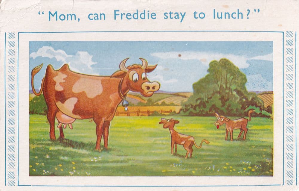 Farm Cow Calf Field Cattle Udder Feeding Cows Comic Postcard