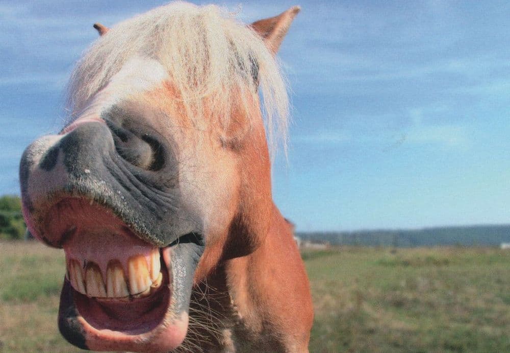Funny Horse Laughing Lustiges Pferd Comic German Horses Postcard