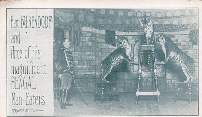 Herr Falkendorf German Bengal Tiger Old Circus Trainer Postcard