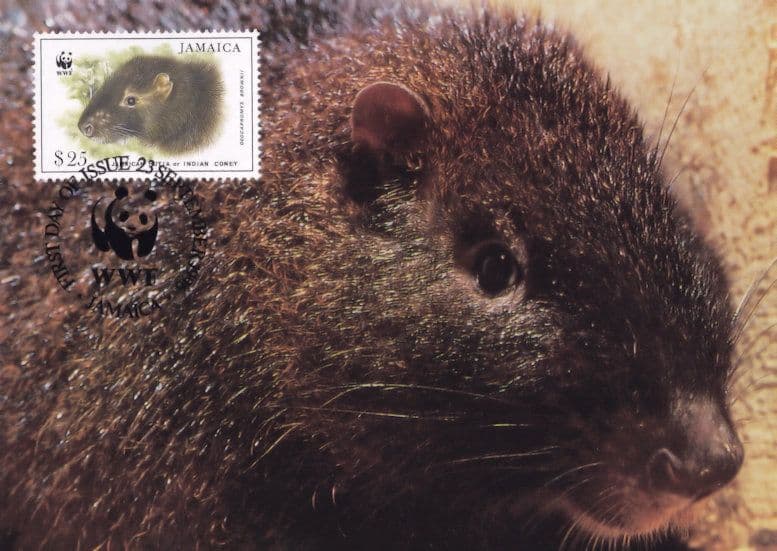 Jamaican Hutia Or The Coney Can Be Found Jamaica S Hutia Hi Res Stock
