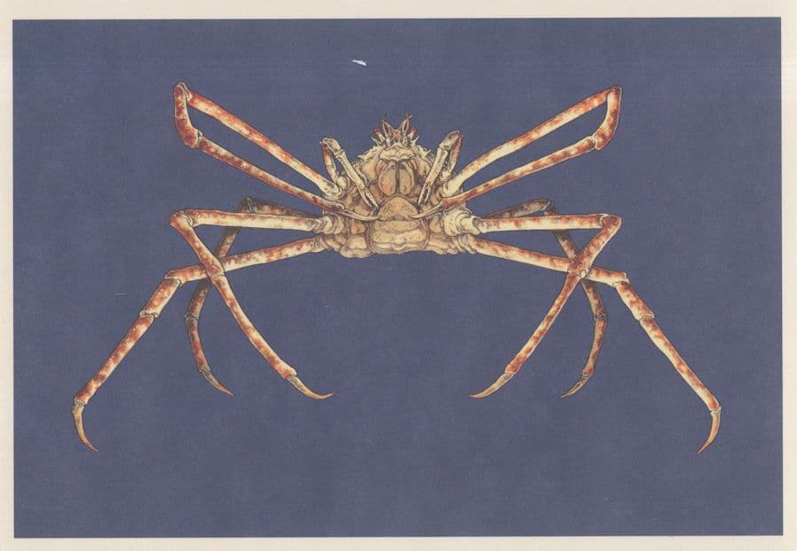 Japanese Spider Crab Largest Leg Span Fish Painting Postcard