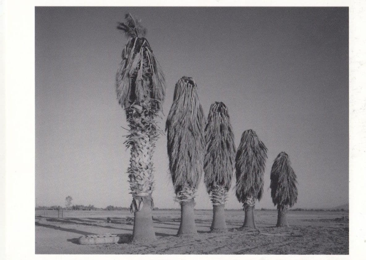 Most Unusual Tree Trees Forest In The World Swiss Museum Award Photo ...