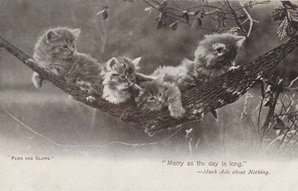 Much Ado About Nothing Shakespeare Cat Cats Old Postcard