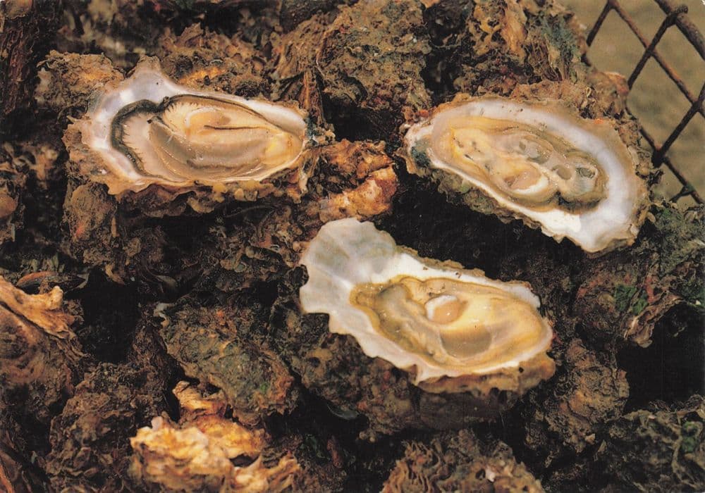 Parcs A Huitres French Fish Oyster Farming Supplier France Postcard