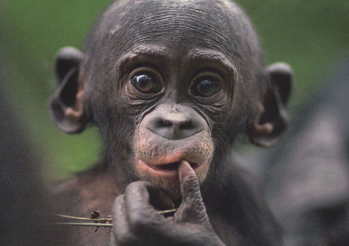 Monkey Lips Pictures | Lipstutorial.org