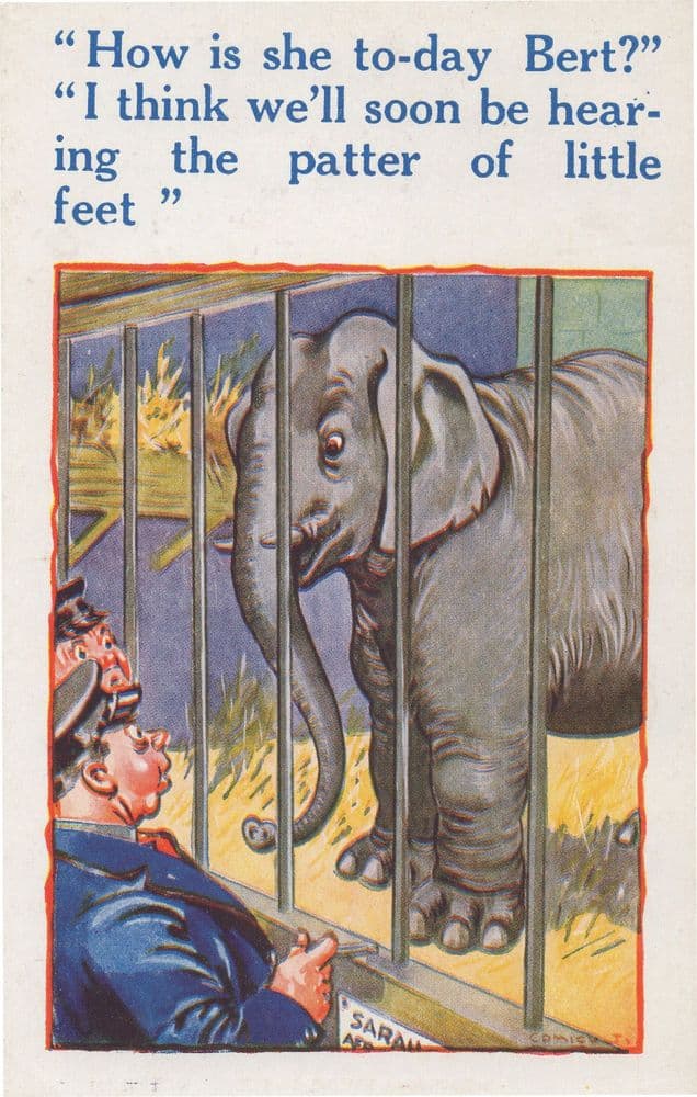 Pregnant Elephant In Zoo Keeper Animal Pregnancy Comic Postcard