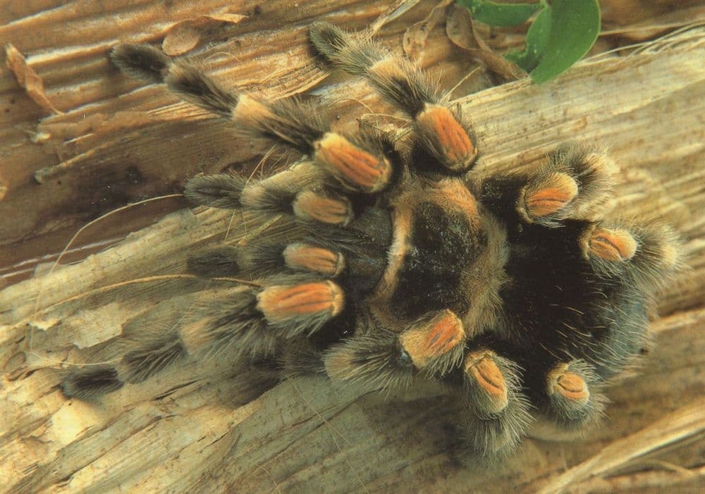 Redknee Tarantula Brachypelma Smithi Mexican Giant Spider Postcard